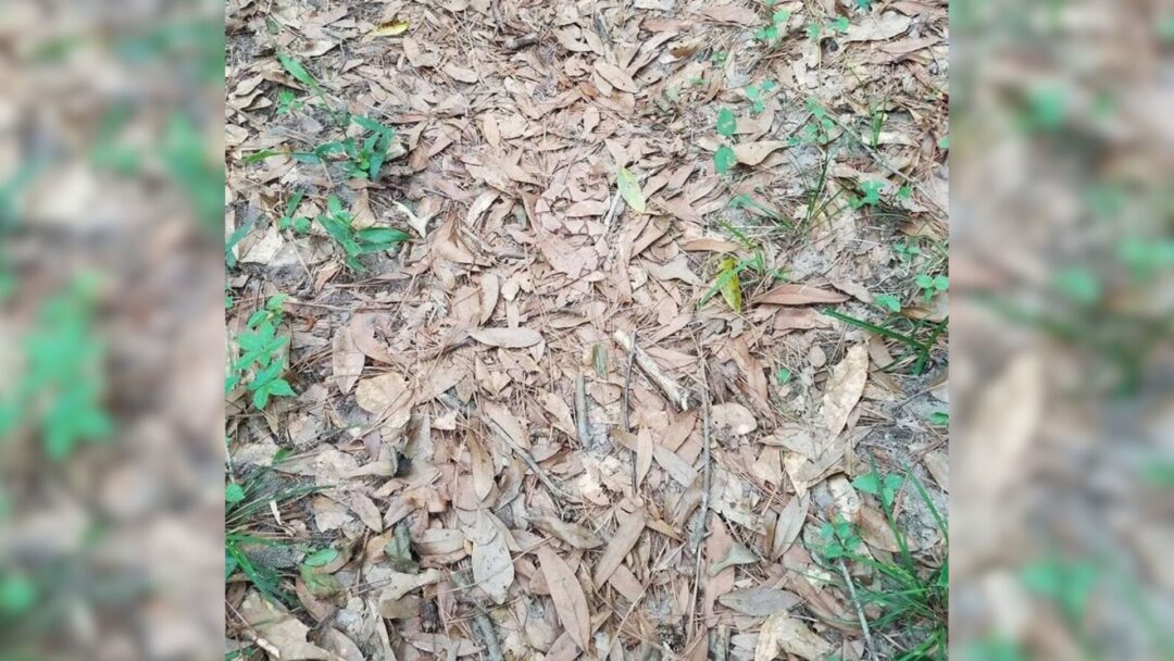 Only 9% Of People Can See The Hidden Snake In This Photo — Can You Spot It?