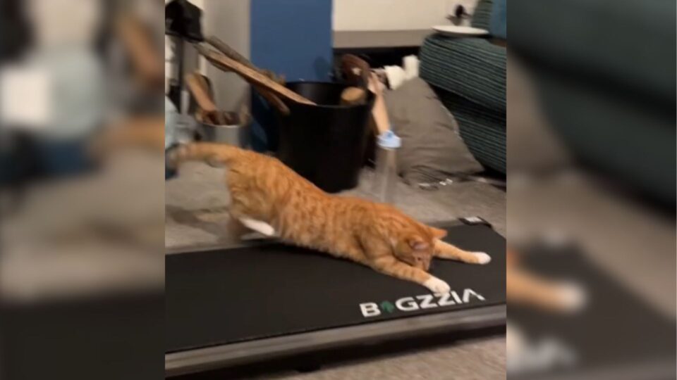 This Cat's Hilarious Encounter With A Treadmill Is The Laugh You Need Today