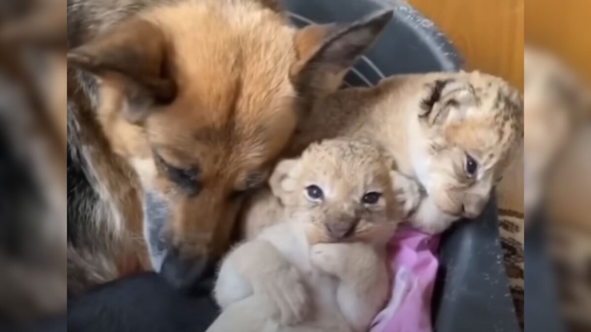 This Dog Raised Two Abandoned Lion Cubs, Now Watch Their Unbelievable ...