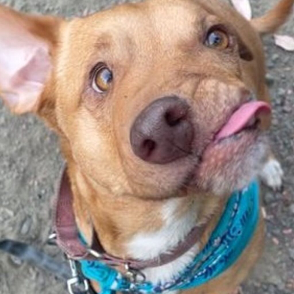 No One Believed These Two Dogs With Severe Facial Deformities Would ...