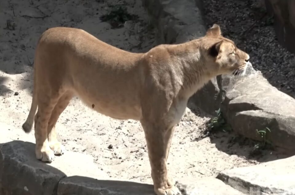 This Dog Raised Two Abandoned Lion Cubs, Now Watch Their Unbelievable ...