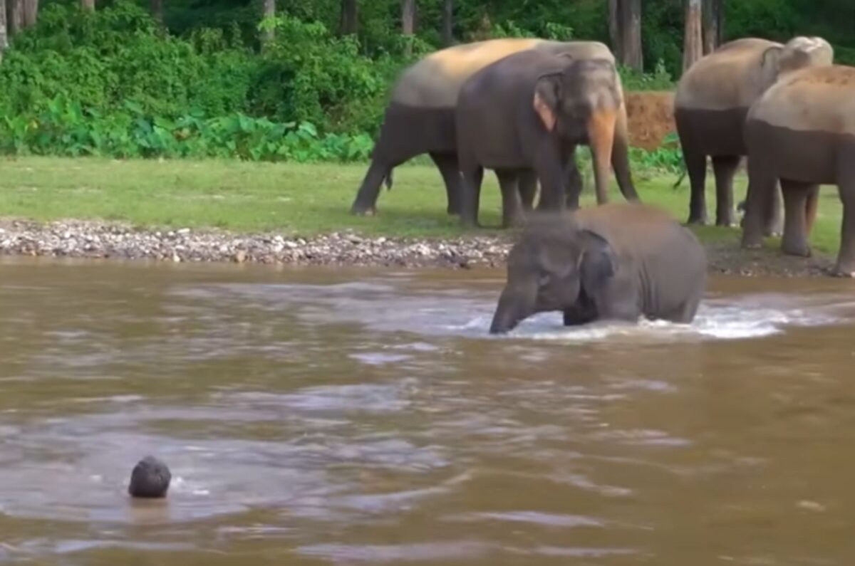 Elephant Falls In Love With Her Caretaker And Their Bond Is Truly One ...