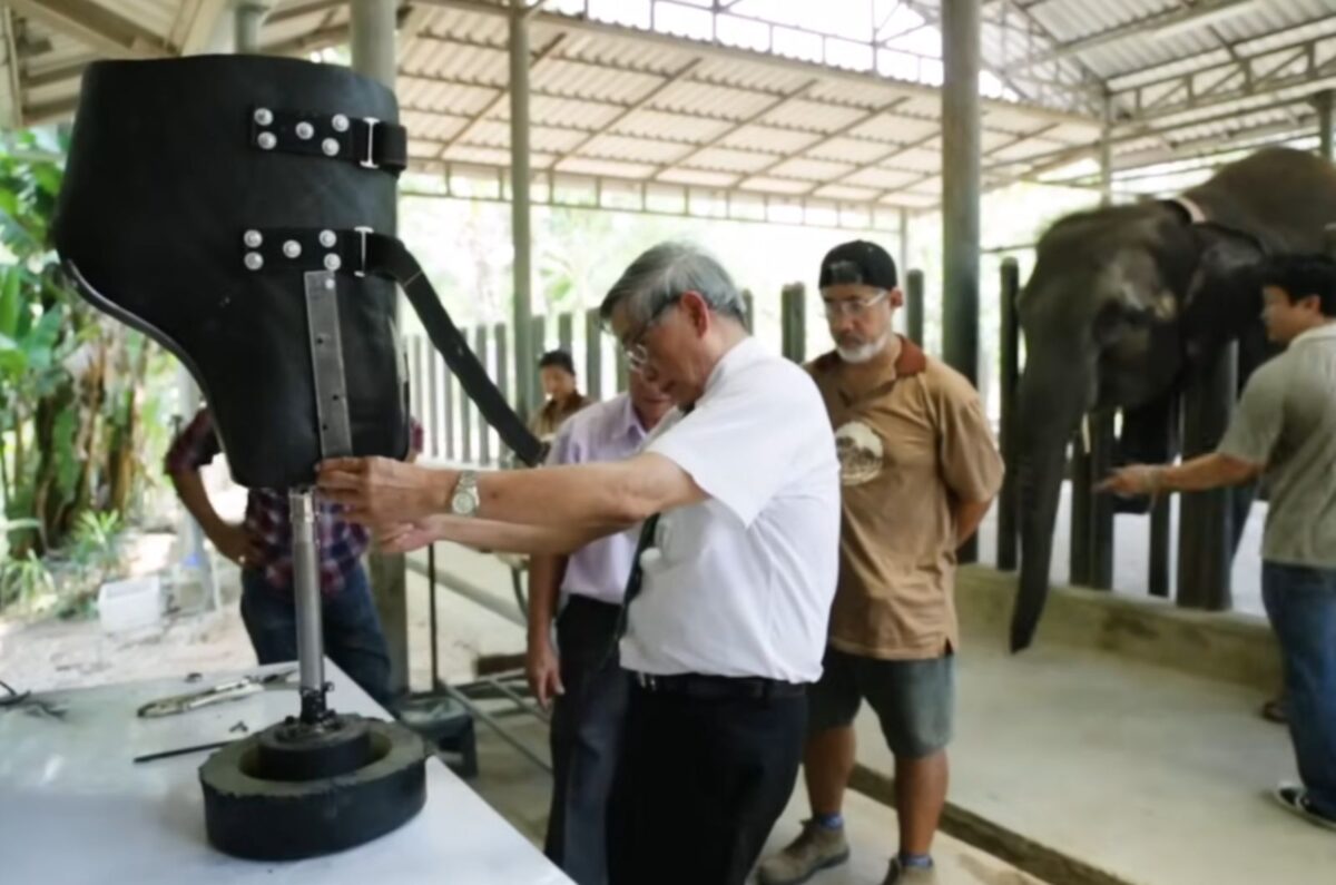 Elephant Receives A Prosthetic Leg After Losing Hers To A Landmine, Now ...
