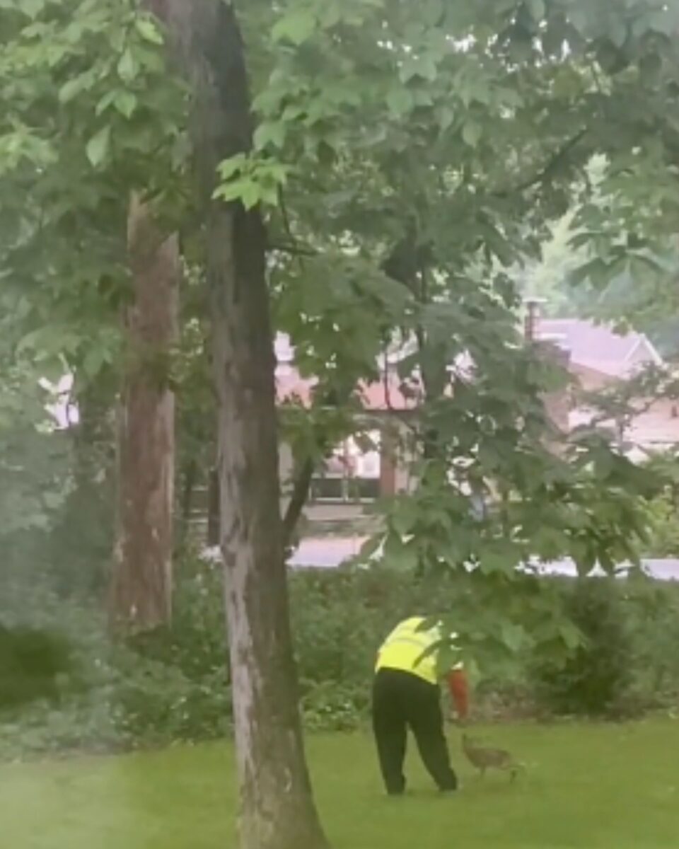 Watch As This Kind Man Reunites A Crying Little Fawn With Its Mother