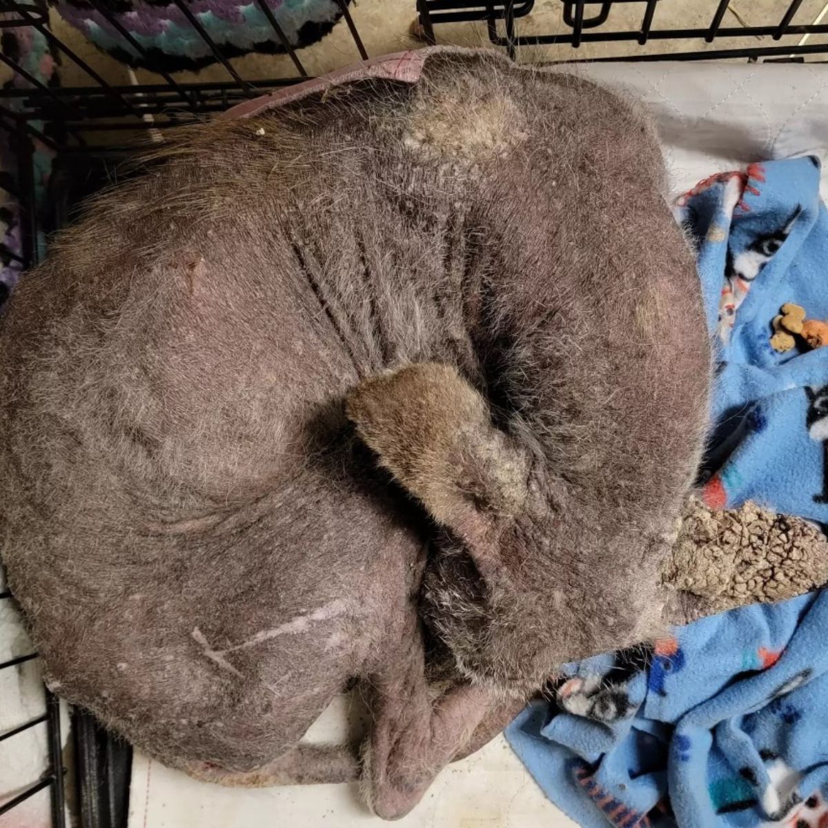 DNA Test Uncovers The Identity Of Mysterious Creature Found In Woman’s ...