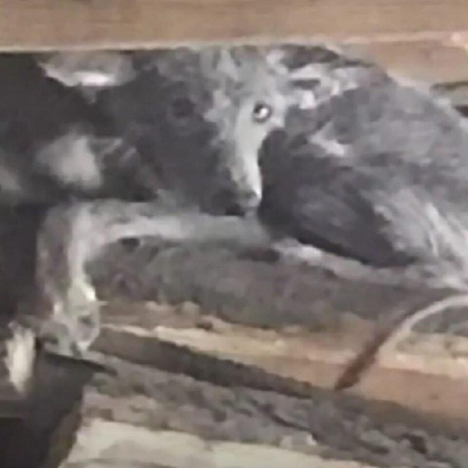 DNA Test Uncovers The Identity Of Mysterious Creature Found In Woman’s ...