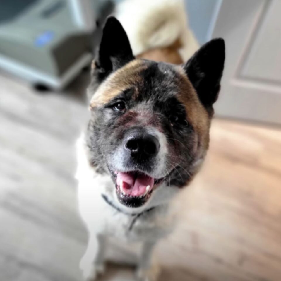 Alberta Dog Saves His Owner’s Life After Being Stuck In A Muddy Ditch ...