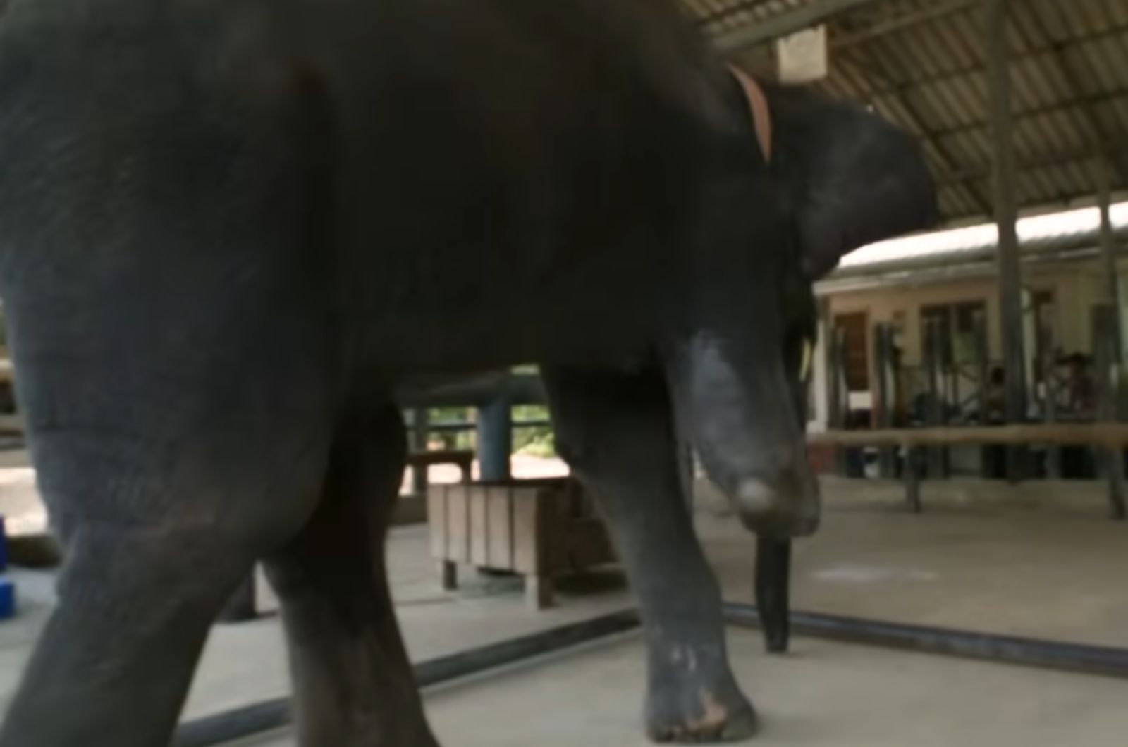 Elephant Receives A Prosthetic Leg After Losing Hers To A Landmine, Now ...