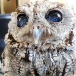 Meet Zeus, The Rescued Blind Owl With A Twinkle Of Stars In His Eyes