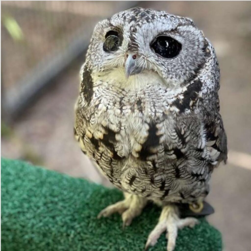 Meet Zeus, The Rescued Blind Owl With A Twinkle Of Stars In His Eyes