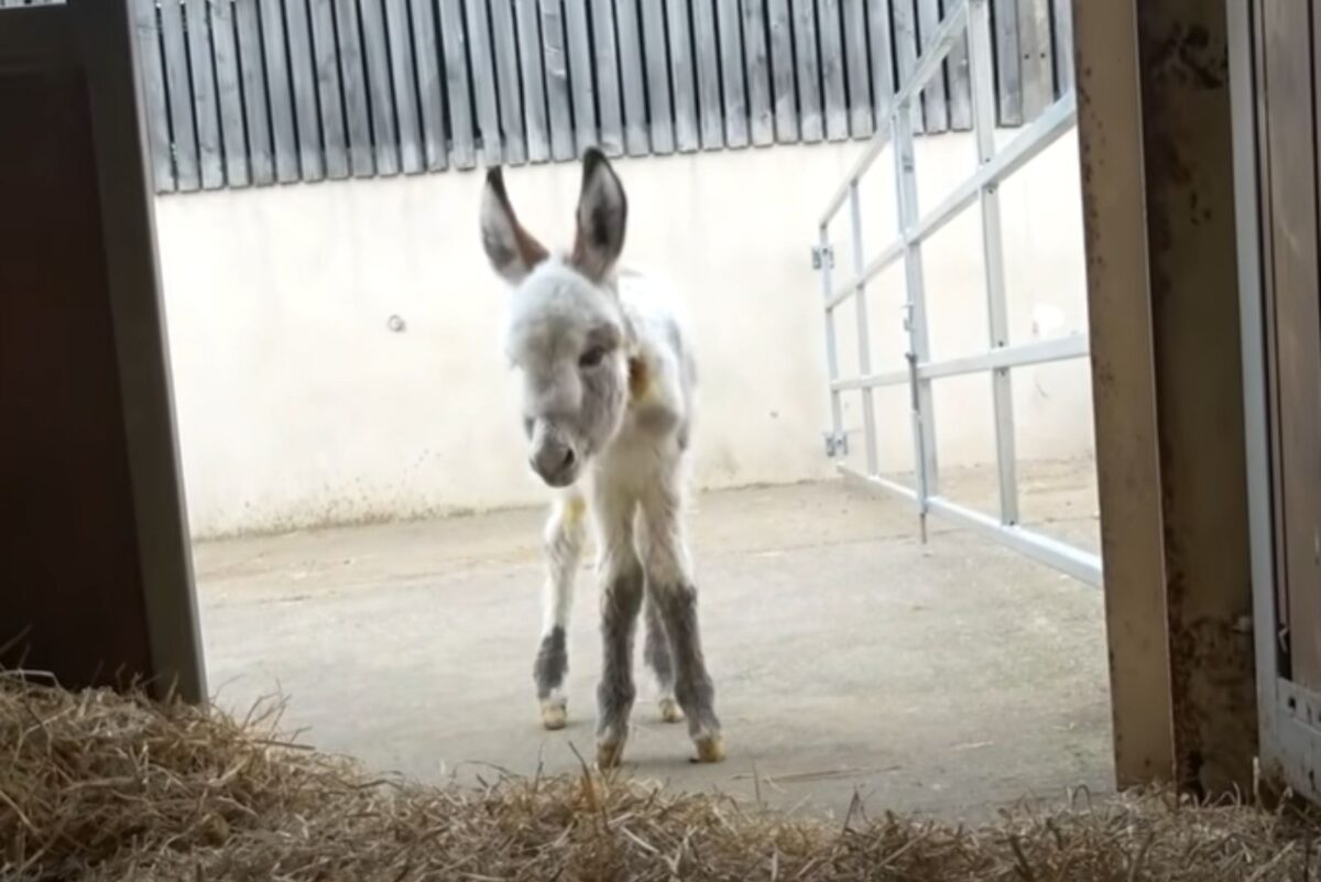 Baby Donkey Cries After His Mom Abandons Him And The Rescuers Came Up ...