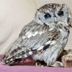 Meet Zeus, The Rescued Blind Owl With A Twinkle Of Stars In His Eyes