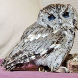 Meet Zeus, The Rescued Blind Owl With A Twinkle Of Stars In His Eyes