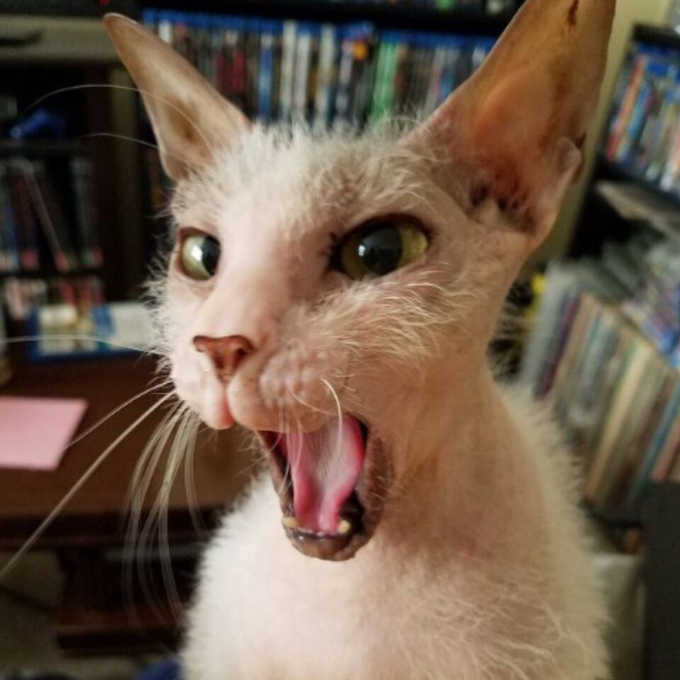 “Hideous” Cat Discovers A Loving Forever Home After Facing Rejection ...