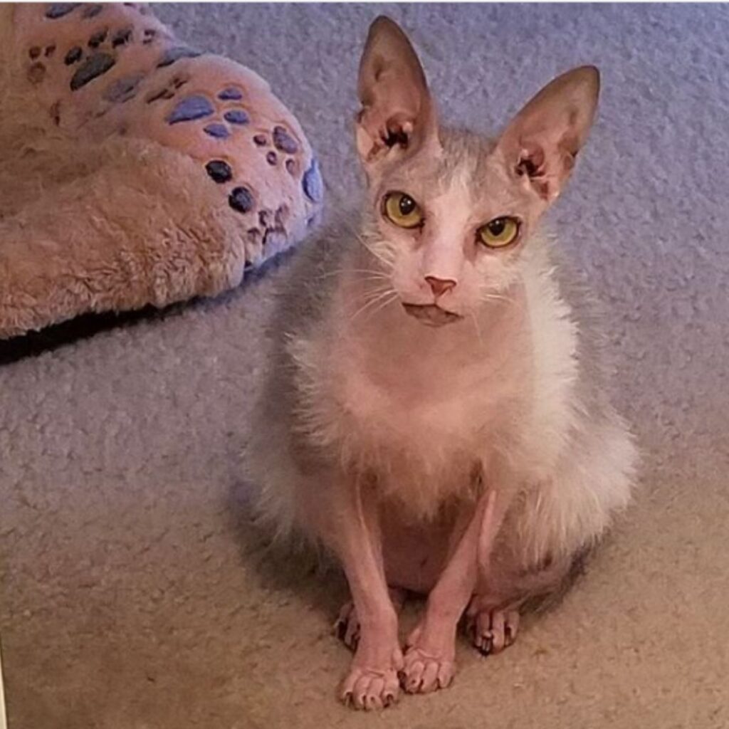 "Hideous" Cat Discovers A Loving Forever Home After Facing Rejection ...