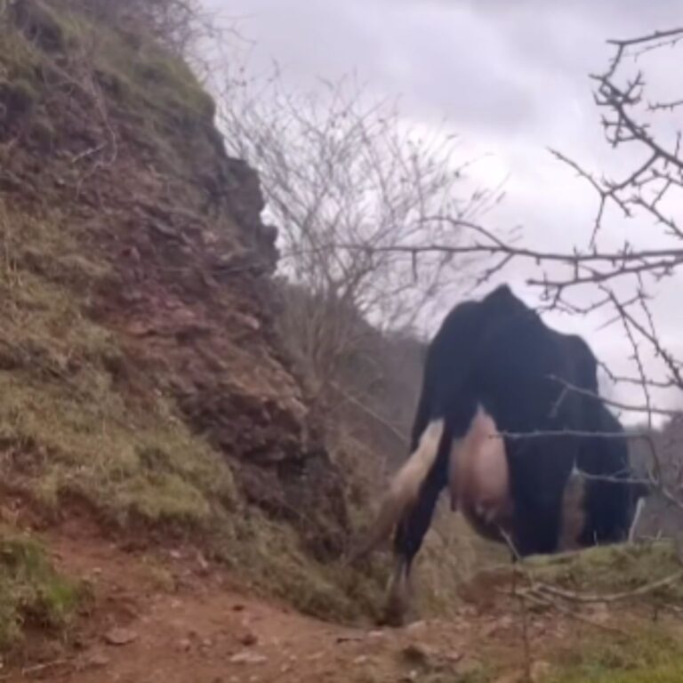 Hiker Hears A Mother Cow Crying For Her Calf And Refuses To Leave ...