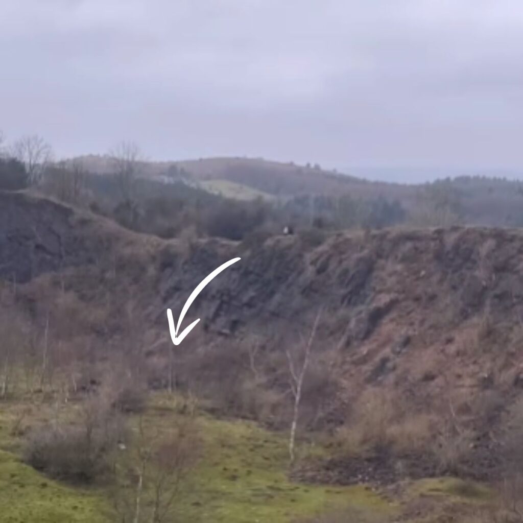 Hiker Hears A Mother Cow Crying For Her Calf And Refuses To Leave ...