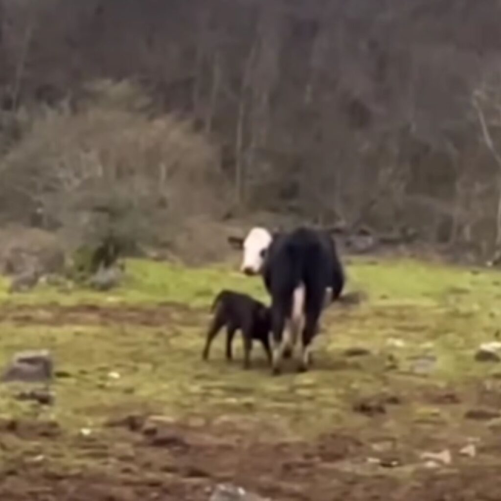 Hiker Hears A Mother Cow Crying For Her Calf And Refuses To Leave ...