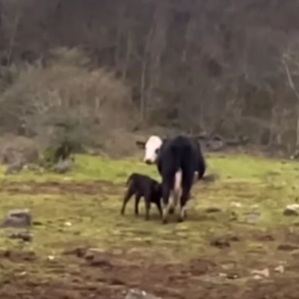 Hiker Hears A Mother Cow Crying For Her Calf And Refuses To Leave ...