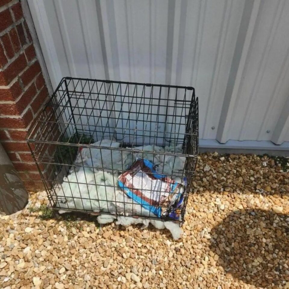 Man Stumbles Upon A Wire Crate With A Note That Says ‘Please, Take Me’