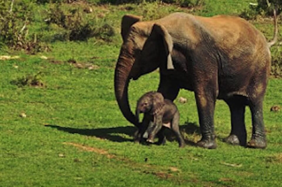 Brave Man Saves Baby Elephant From Drowning Then Gets An Emotional ...