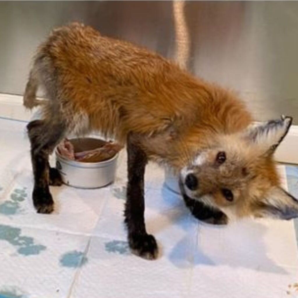 Lonely Rescue Fox’s Heart Heals When Three Orphaned Furbabies Enter Her ...