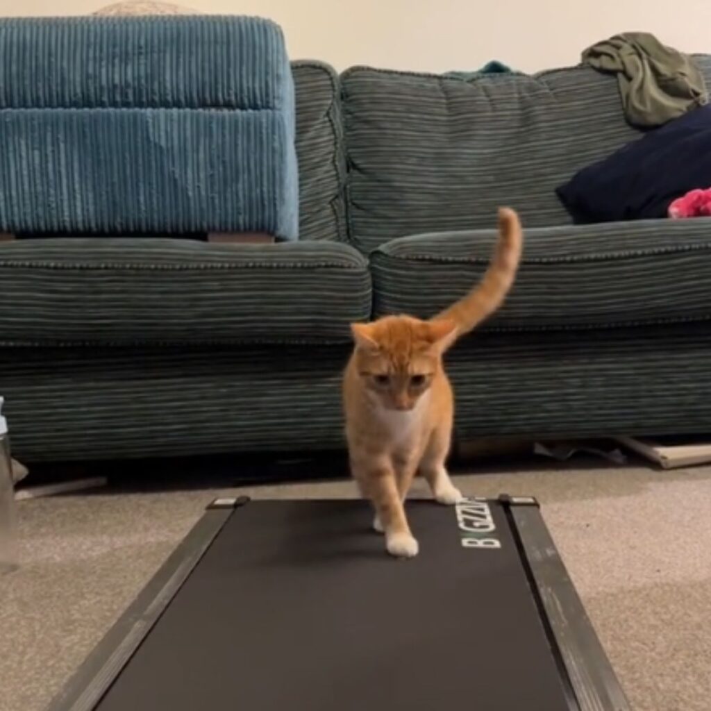 This Cat's Hilarious Encounter With A Treadmill Is The Laugh You Need Today