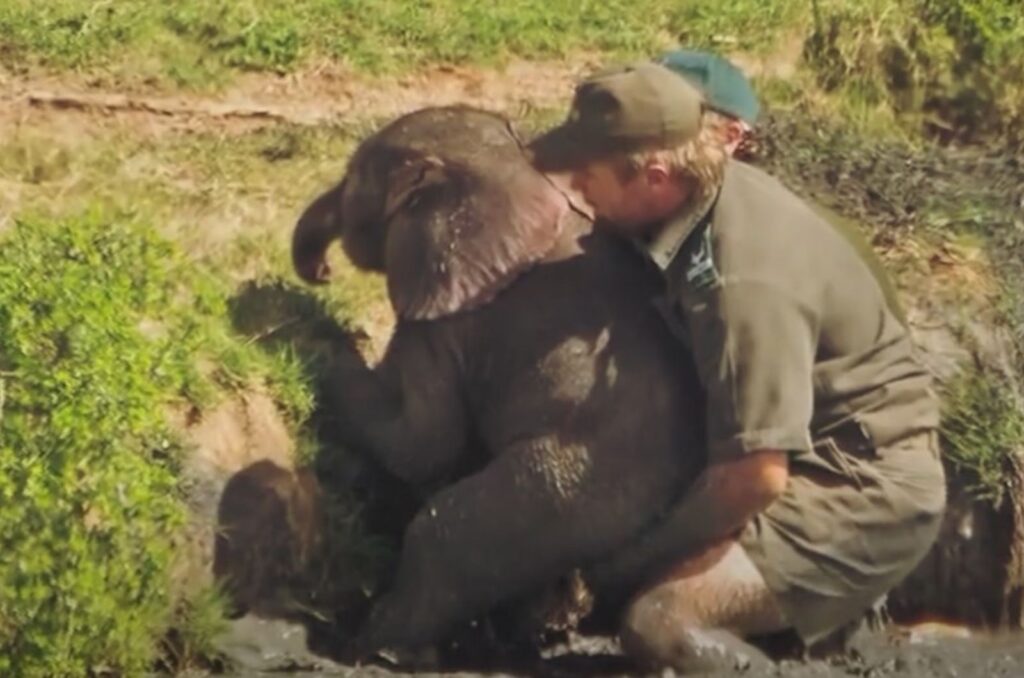 Brave Man Saves Baby Elephant From Drowning Then Gets An Emotional ...