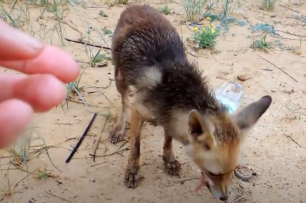 Mother Fox Guides The Woman She Trusts To Meet Her Four Little Ones