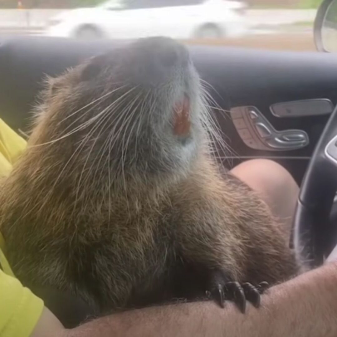Man Rescues A Baby Nutria From The Street Thinking It Was Injured