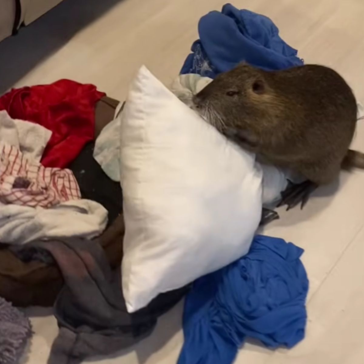 Man Rescues A Baby Nutria From The Street Thinking It Was Injured
