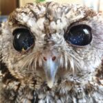 Meet Zeus, The Rescued Blind Owl With A Twinkle Of Stars In His Eyes