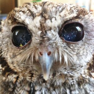 Meet Zeus, The Rescued Blind Owl With A Twinkle Of Stars In His Eyes