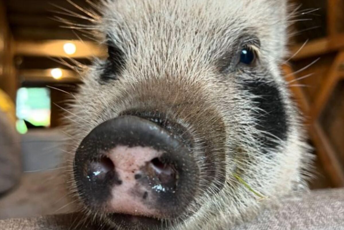These Piglets Lead A Fairytale-Like Life In New York’s Pig Sanctuary