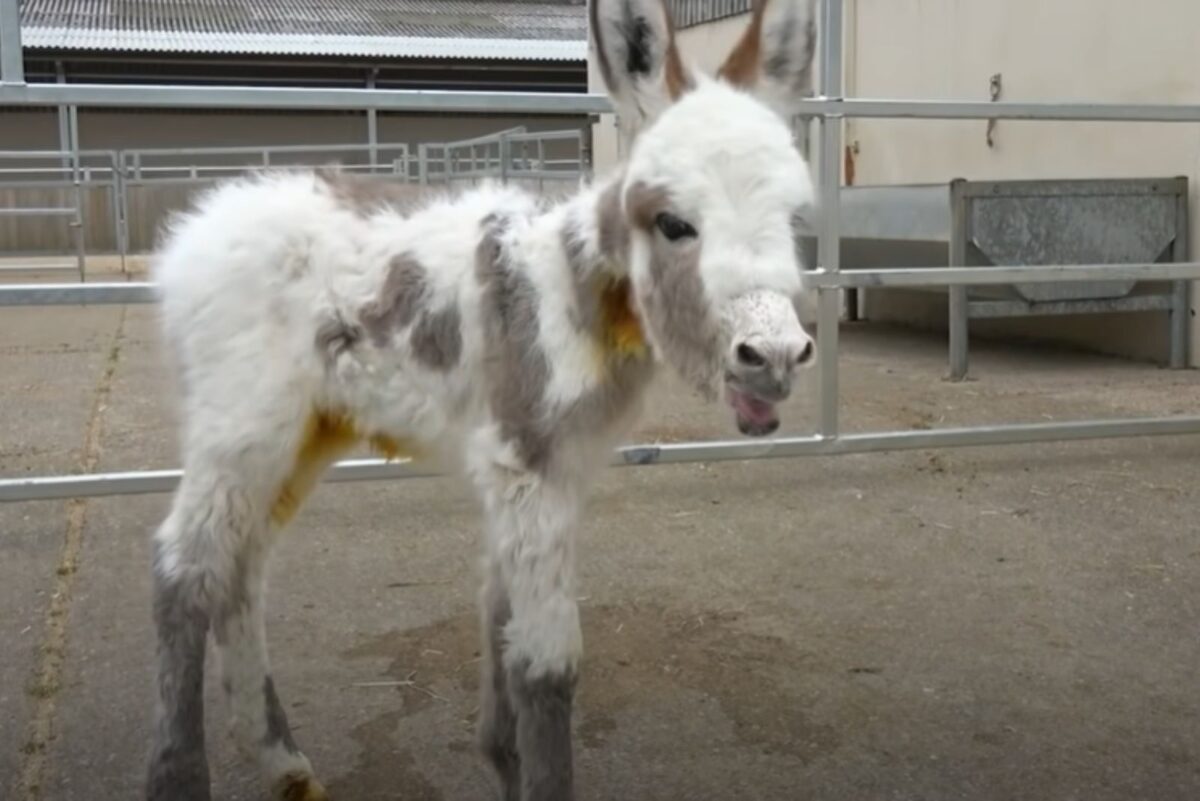 Baby Donkey Cries After His Mom Abandons Him And The Rescuers Came Up ...