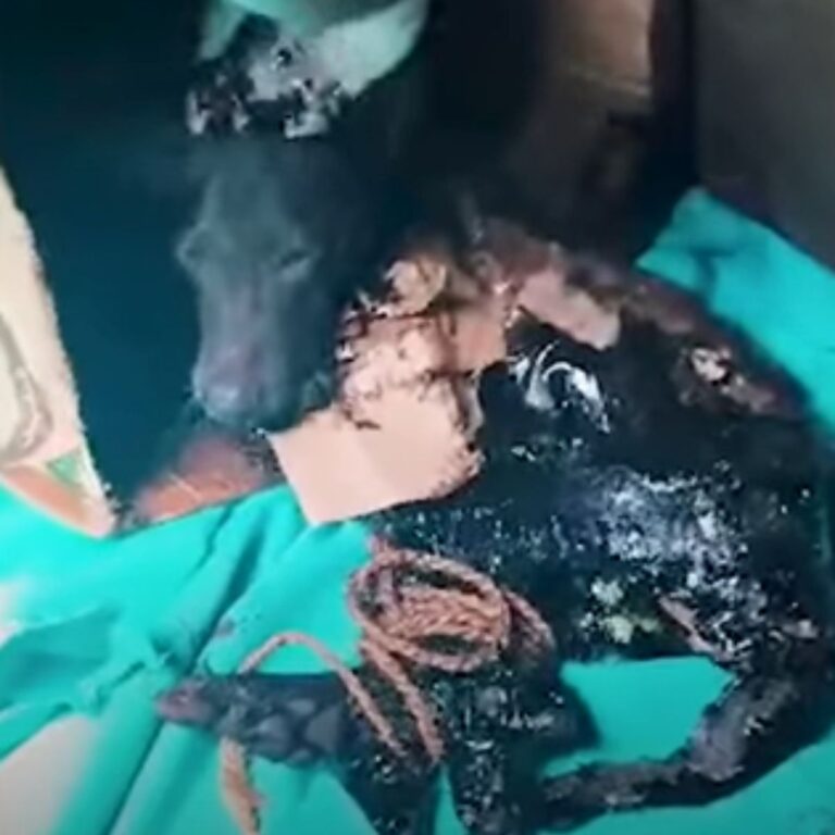 People Shocked To Discover A Young Dog Thrown Into The Barrel Full Of Tar
