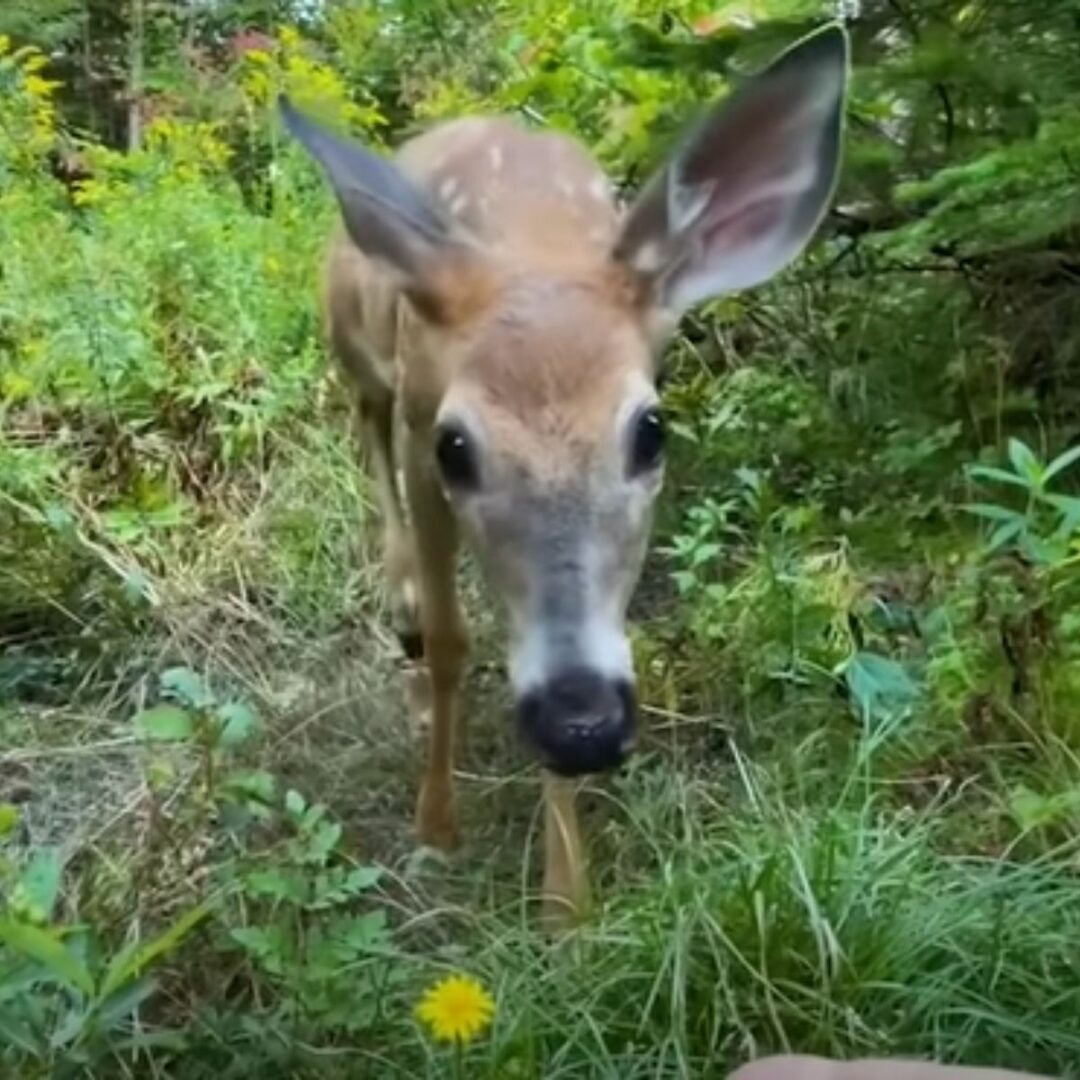 Man Finds An Orphaned Fawn Too Young To Survive On Her Own And Gives ...