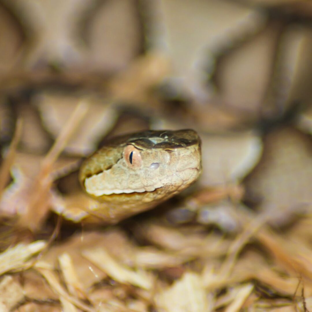 Only 9% Of People Can See The Hidden Snake In This Photo — Can You Spot It?