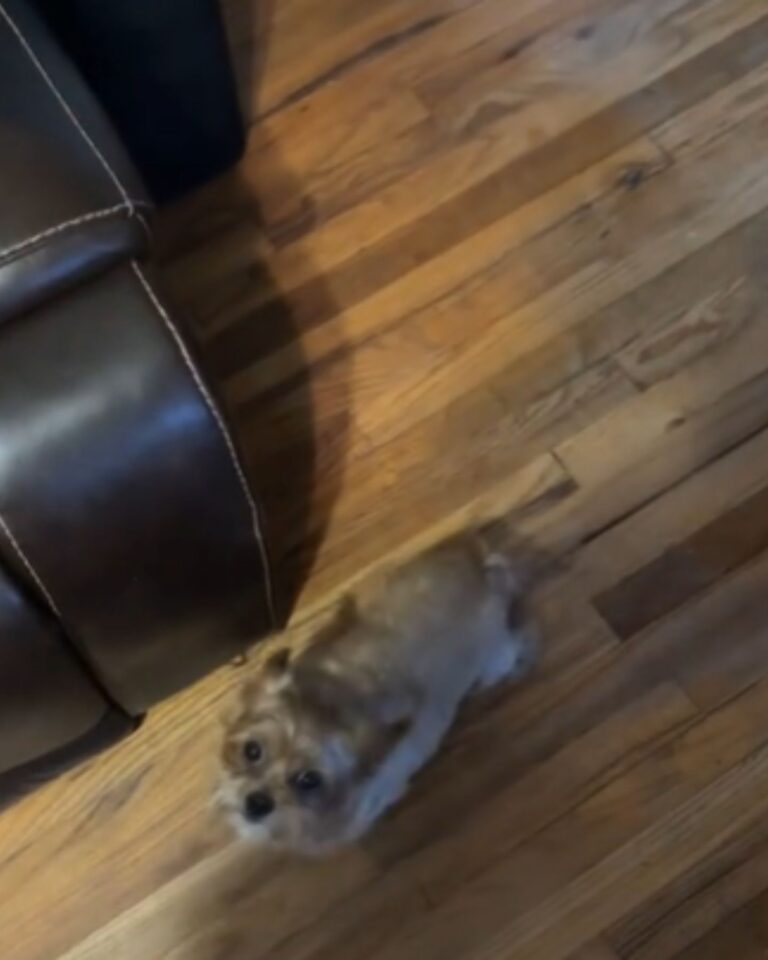 Tiny Dog Begs Dad To Tuck Him Up In Bed But Then Turns Into A Little ...