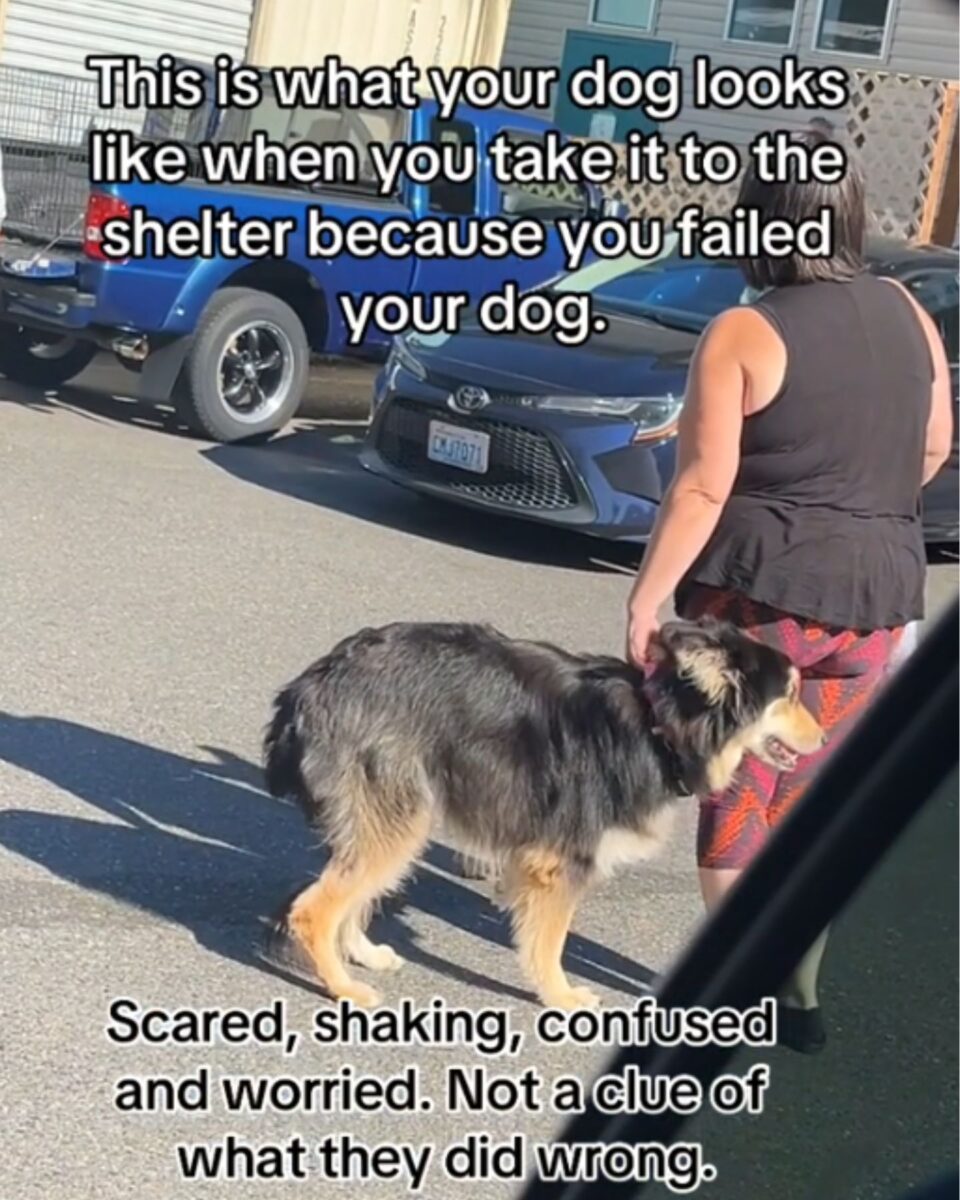 Watch The Painful Video Of A Shaking Dog Being Abandoned At Washington ...