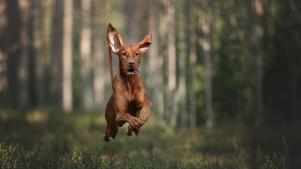 11 Dog Breeds That Are As Fast As Lightning