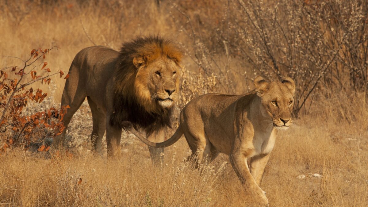 14 Female Animals Who Dominate Over Their Males