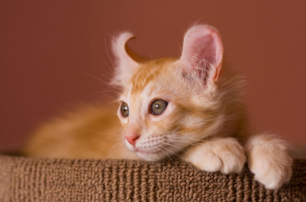 23 Beautiful Orange Cat Breeds