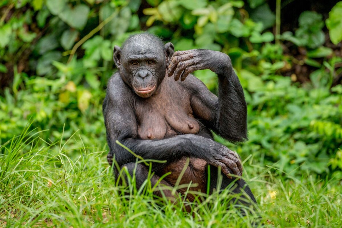 18 Animal Species Where Females Call The Shots