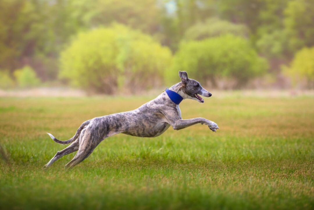 13 Dog Breeds That Are As Fast As Lightning