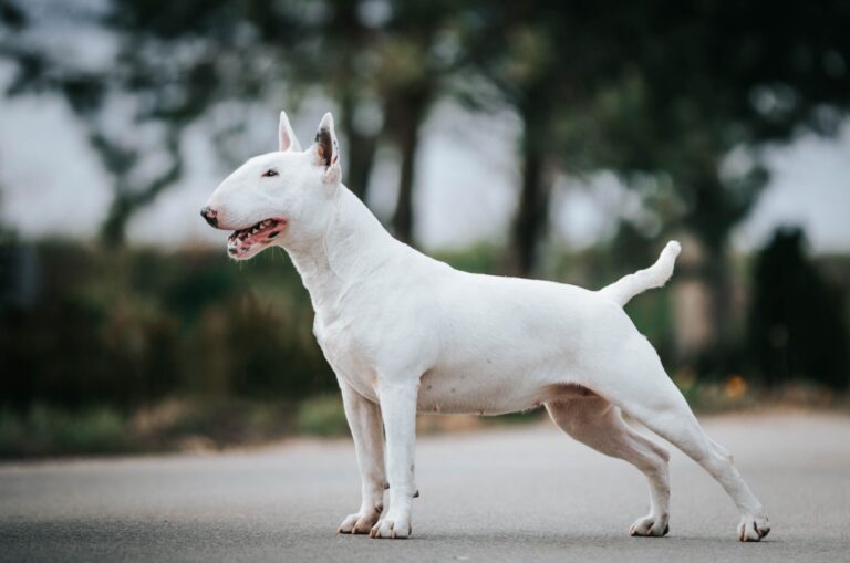 29 Weird Dog Breeds I Bet You've Never Heard Of Before