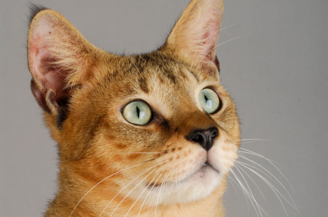 23 Beautiful Orange Cat Breeds