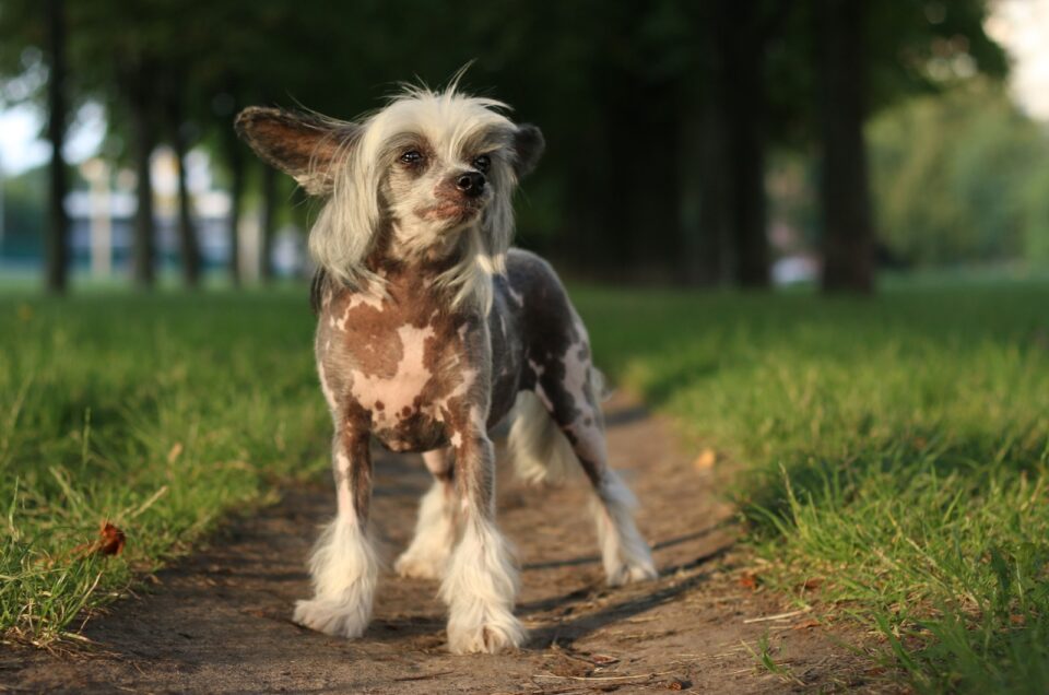 29 Weird Dog Breeds I Bet You've Never Heard Of Before