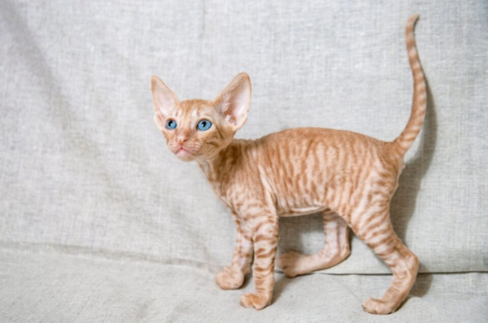 23 Beautiful Orange Cat Breeds