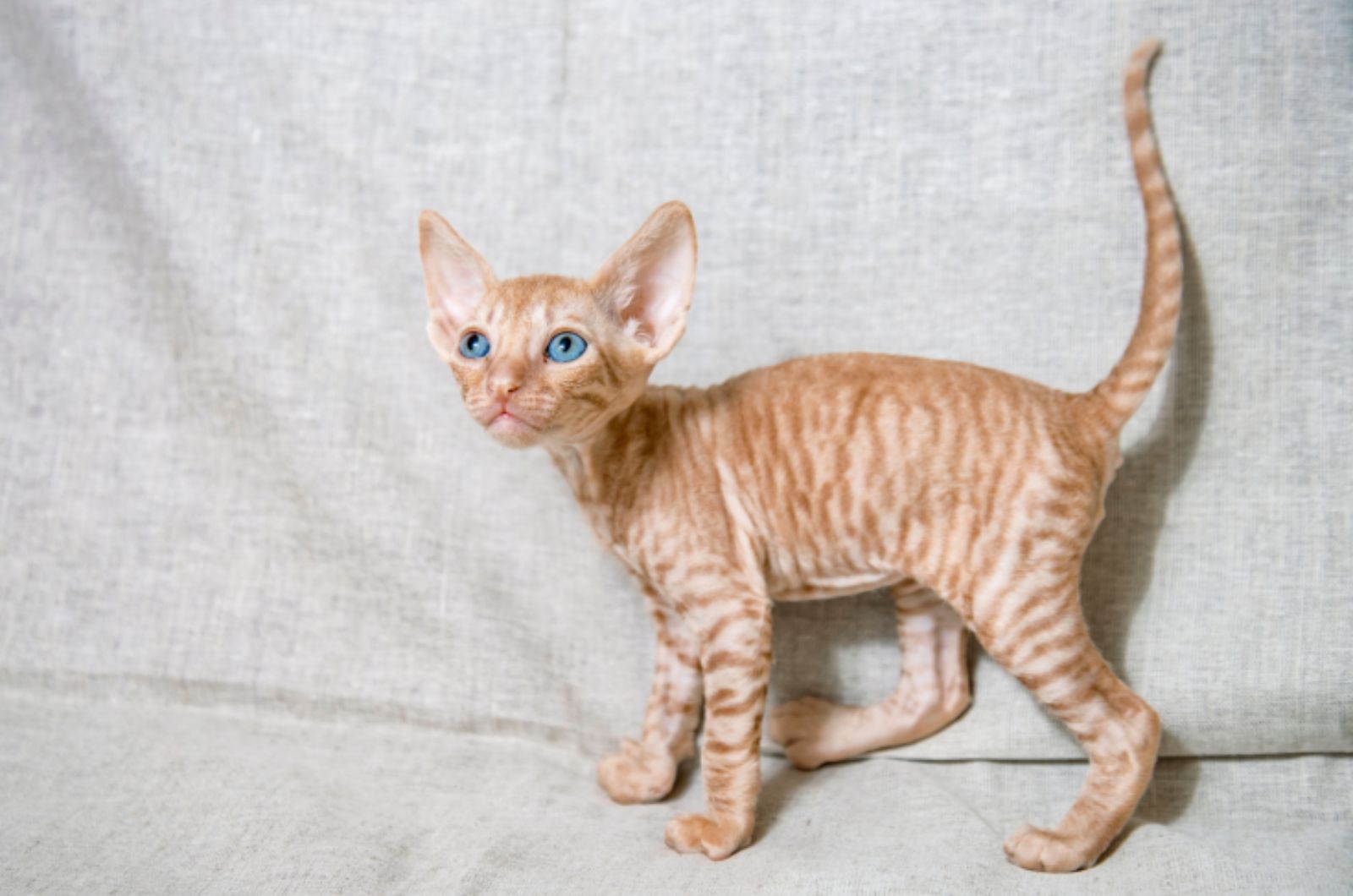 23 Beautiful Orange Cat Breeds